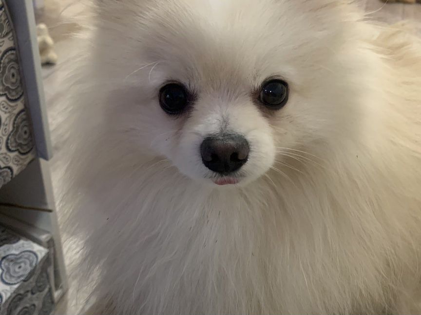 Шпиц вязка кобель