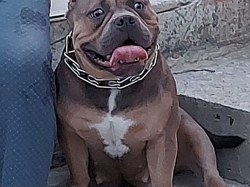 Американский булли взрослая девочка