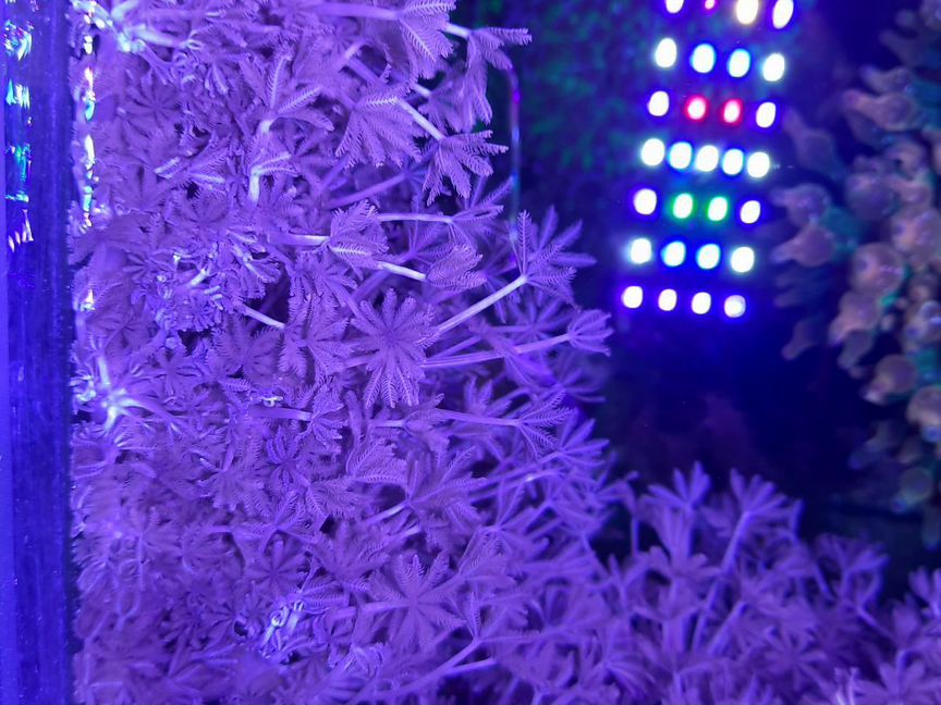 Ксения пульсирующая