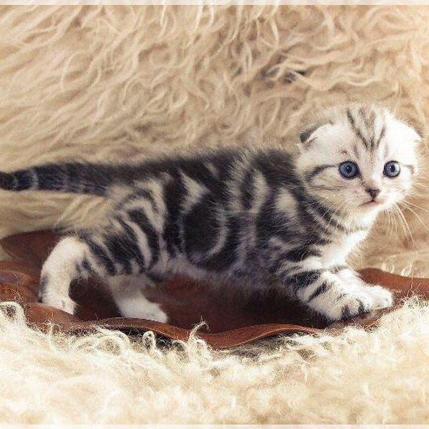 Шотландский вислоухий короткошёрстный котёнок
