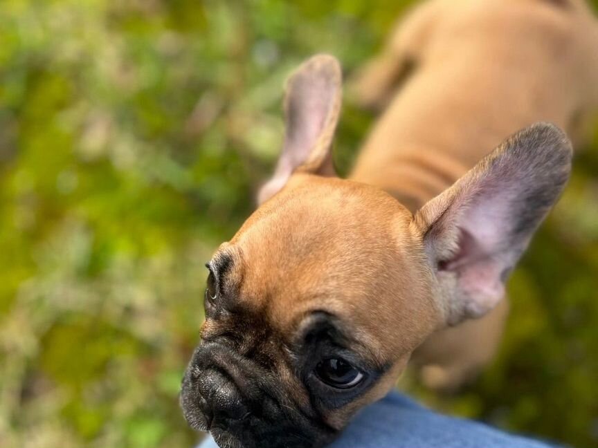 Французский бульдог щенки