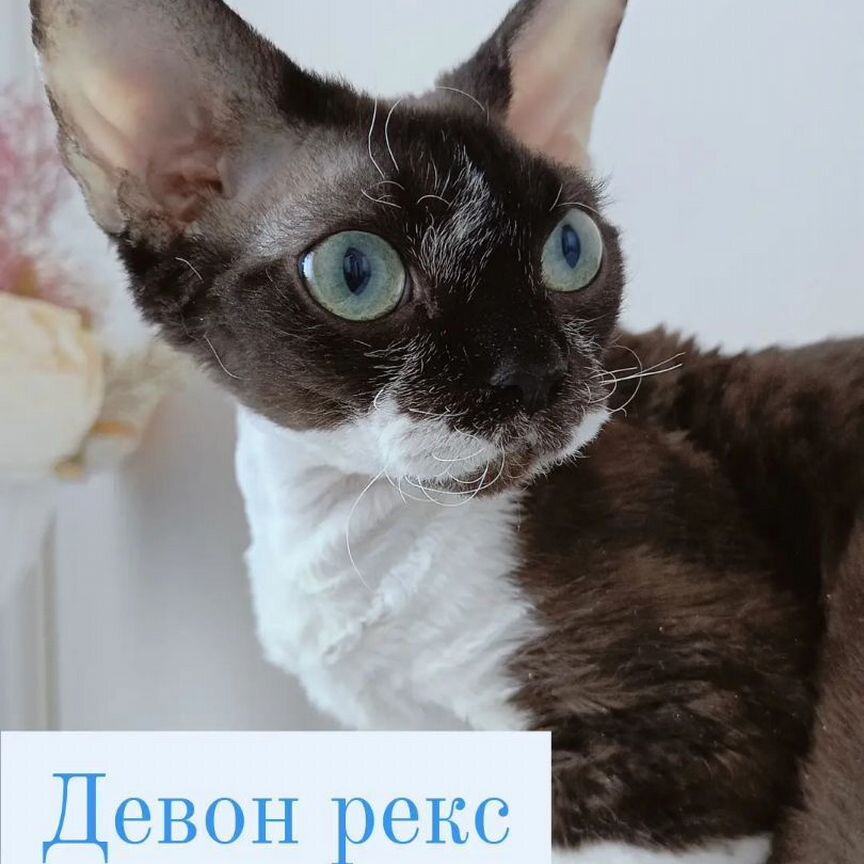 Девон-рекс кошка