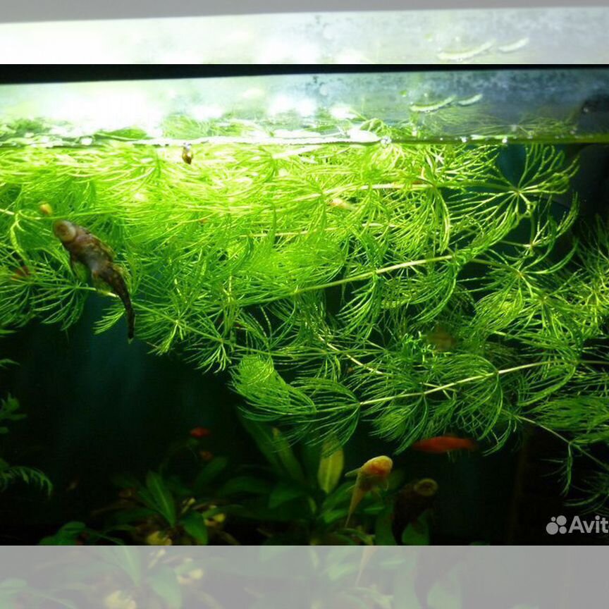 Сом анциструс