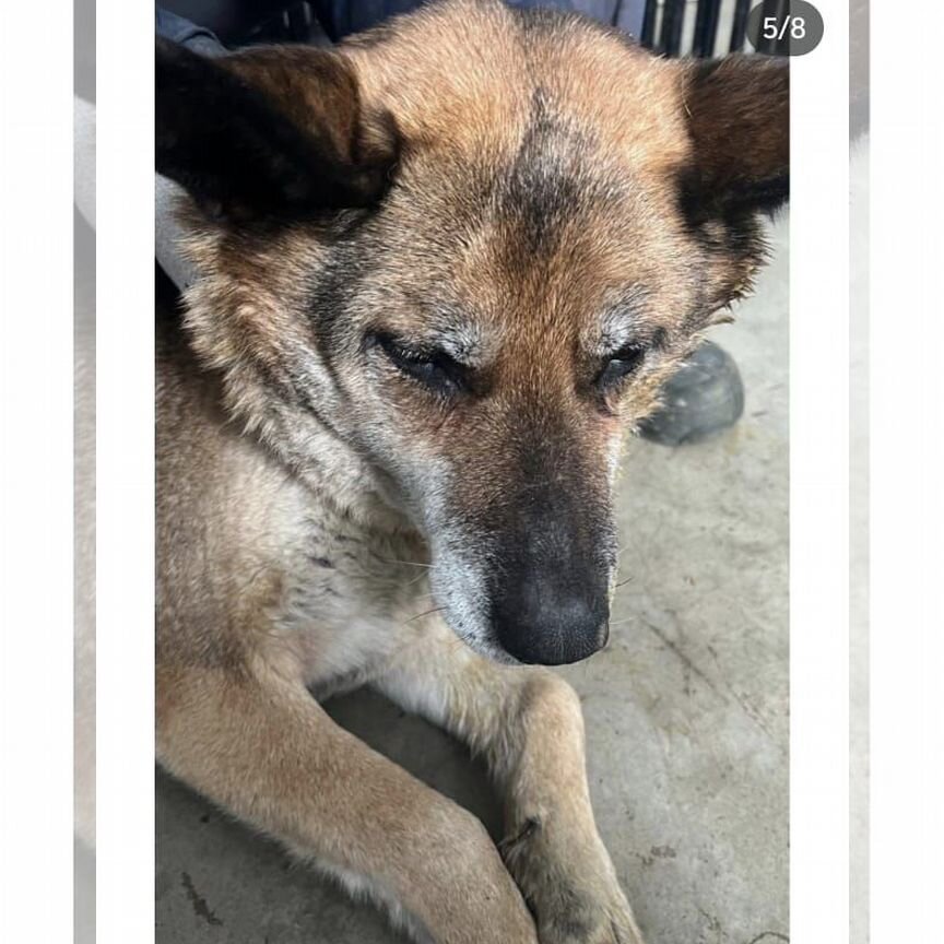 Азавак, взрослый пёс