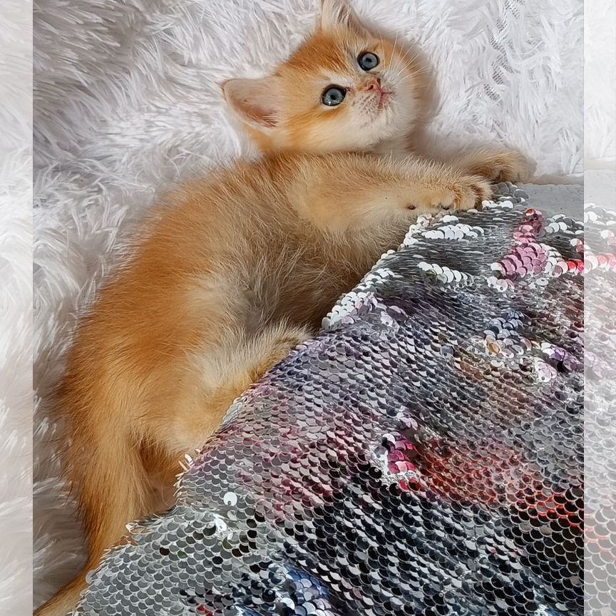 Шухер кот золотой британский