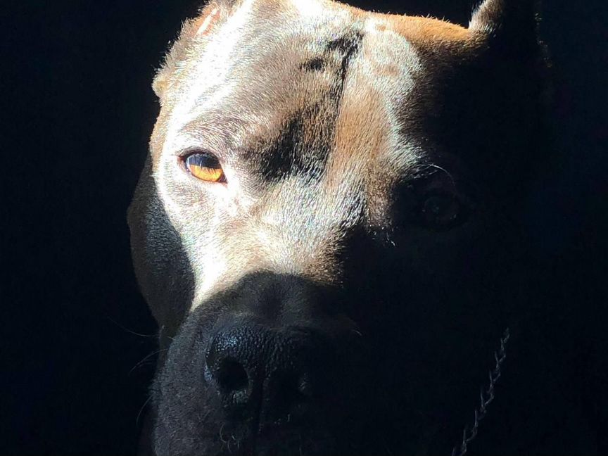 Щенки питбуля,бронирование