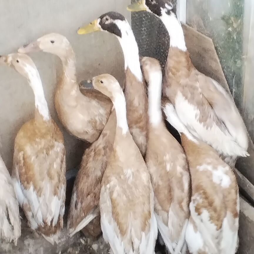 Индийский бегунок утята 14шт