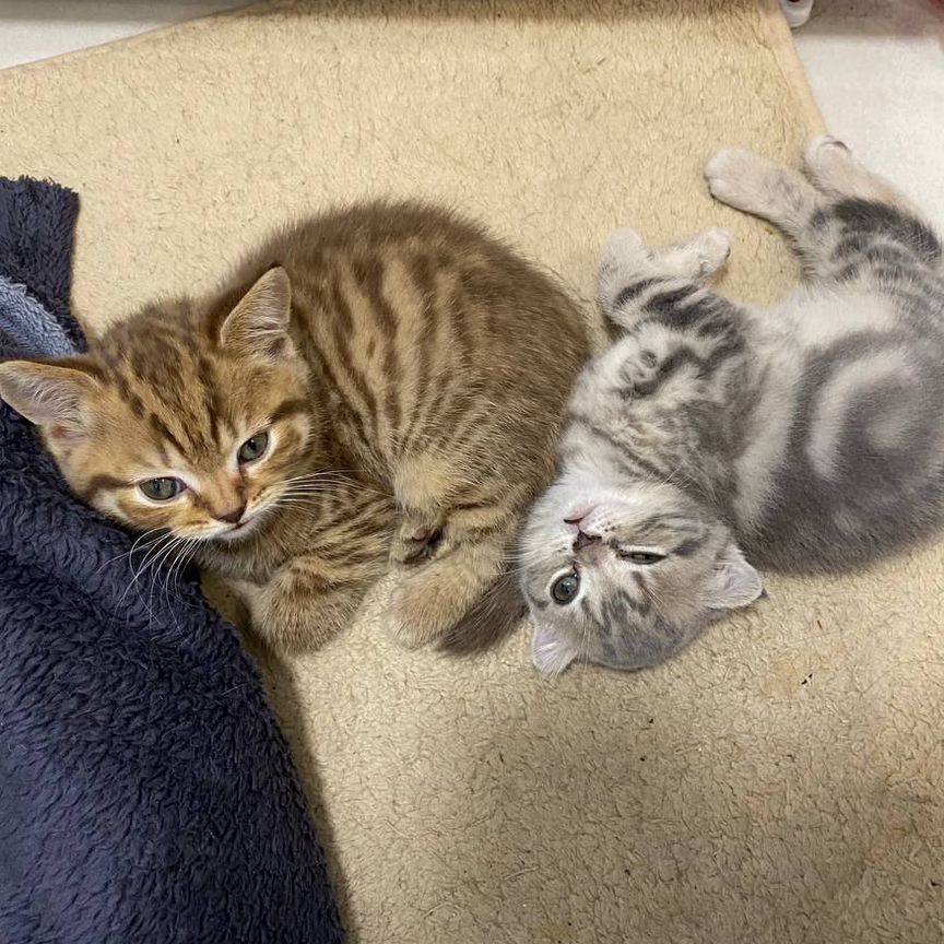 Шотландские котята