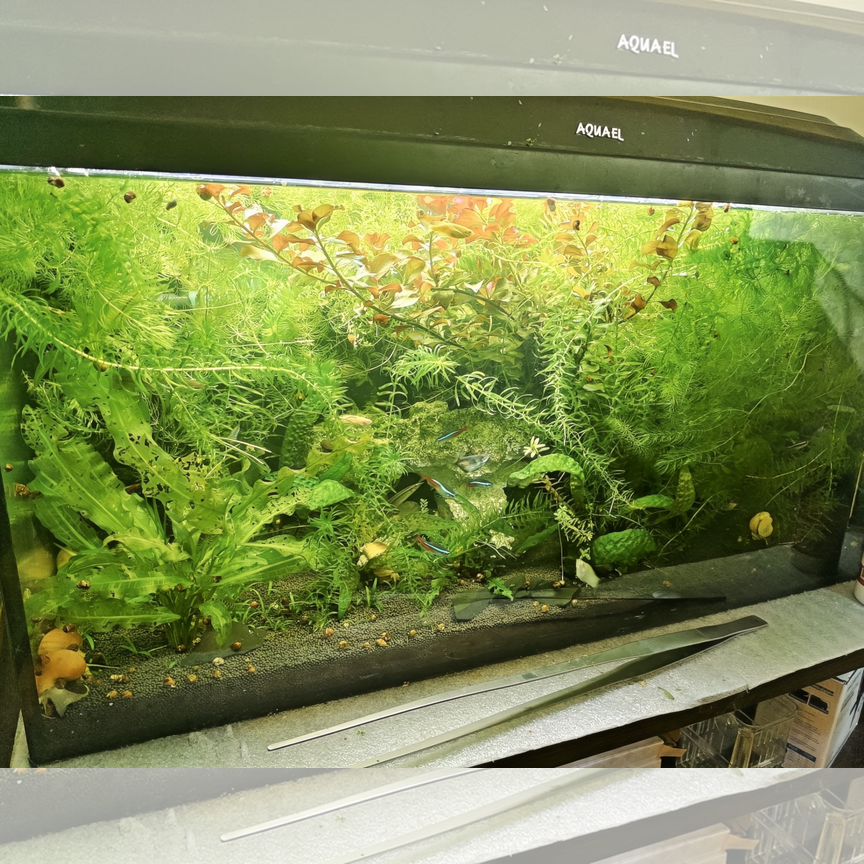 Аквариумы 240л 100л 40л