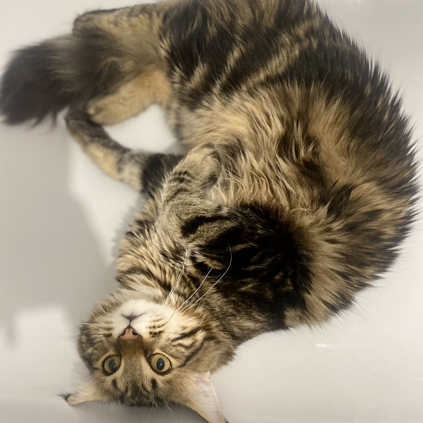 Мейнкун 8месяцев