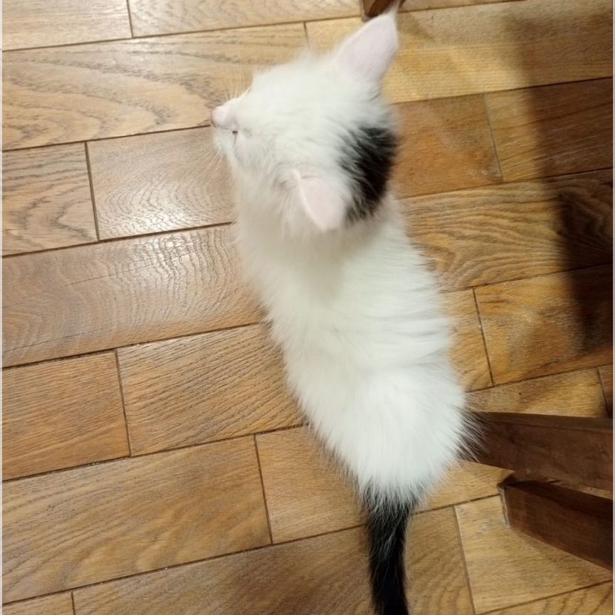 Ориентальный котёнок