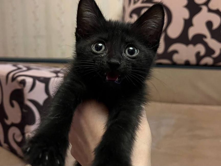 Кошка бесплатно