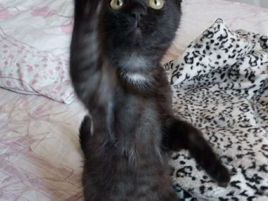 Черничный пирожочек