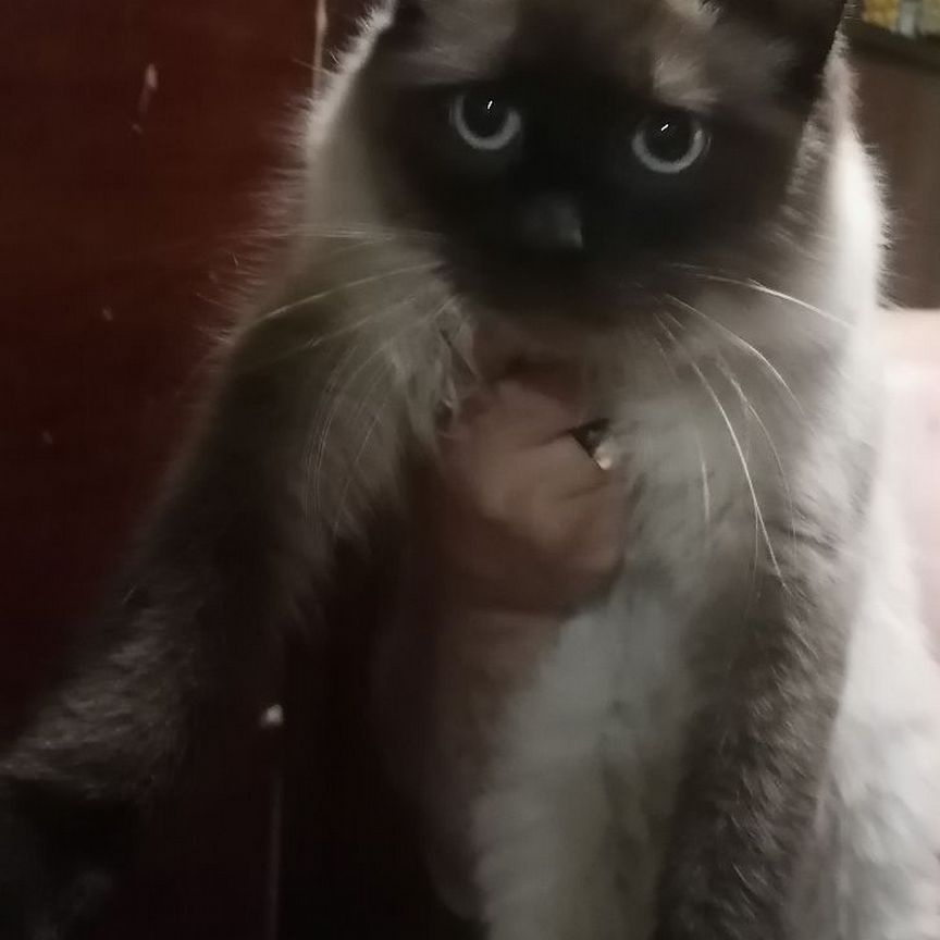 Тайский котик