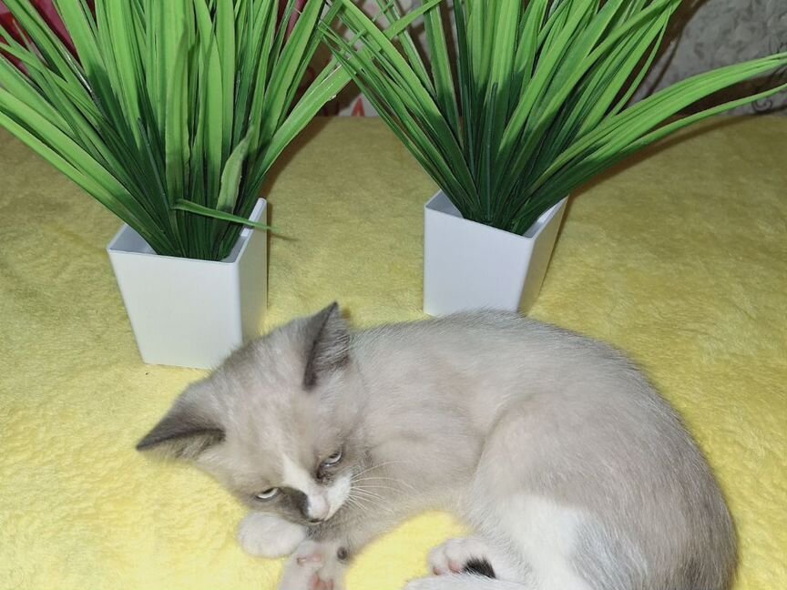 Сиамская кошечка