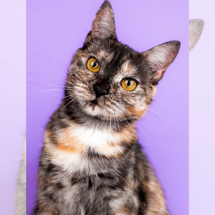 Взрослая кошка из приюта