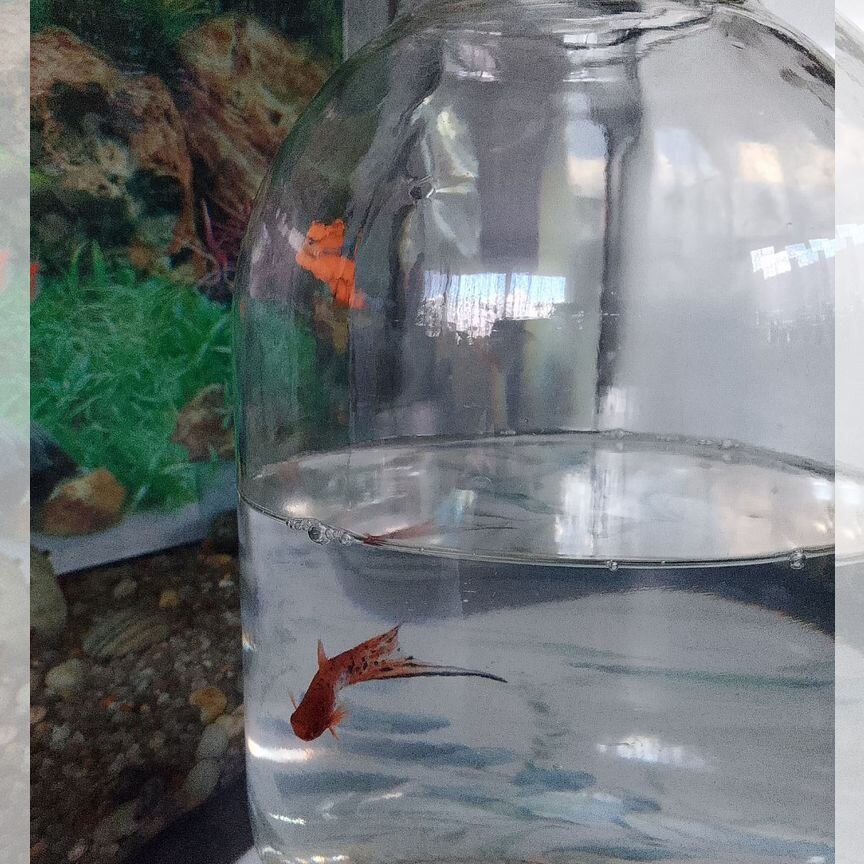 Самец меченосец