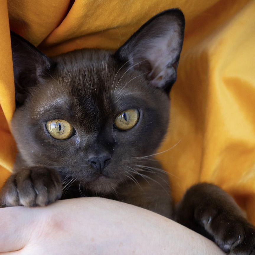 Европейский бурманский котёнок