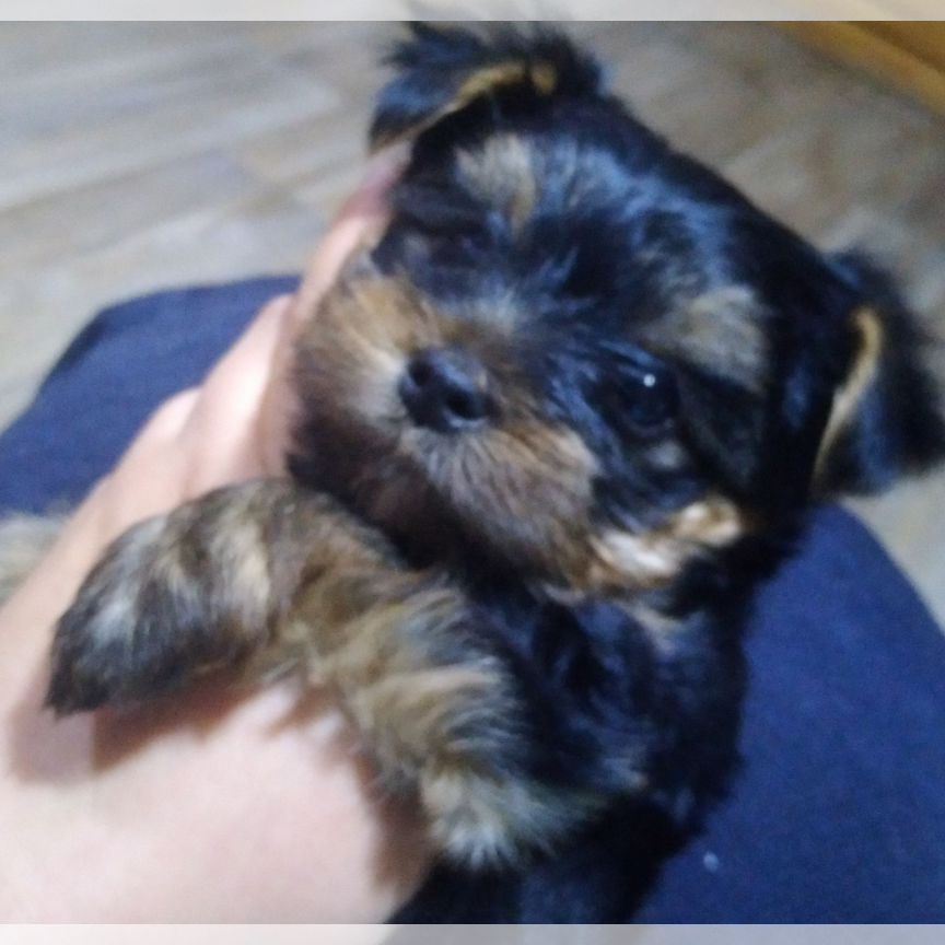 Йоркширский терьер щенки