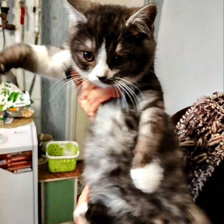 Конеток девочка 3 месяца