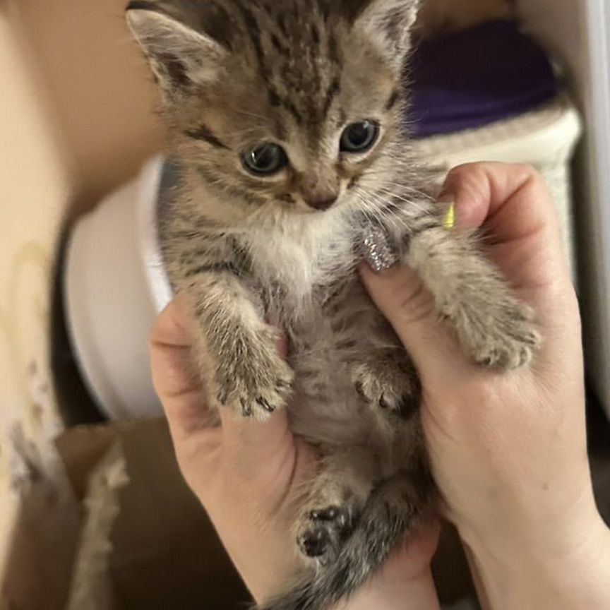 Котёнок в добрые руки
