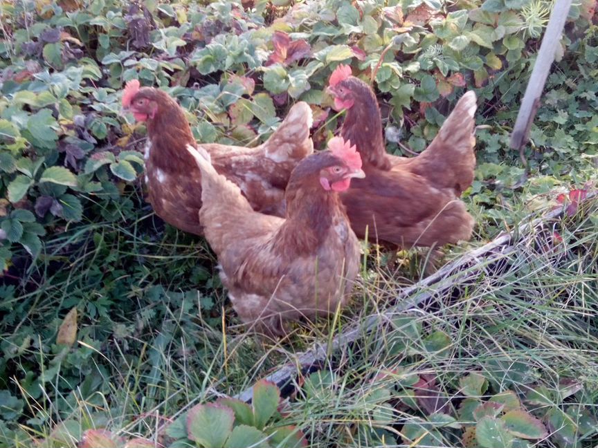 Куры-несушки молодые 5шт