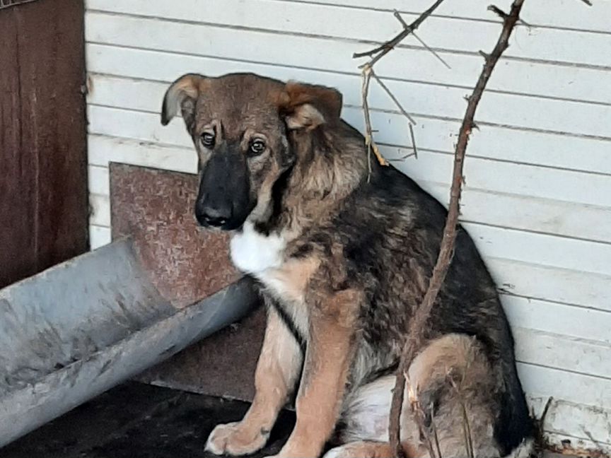 Собака в добрые руки щенок