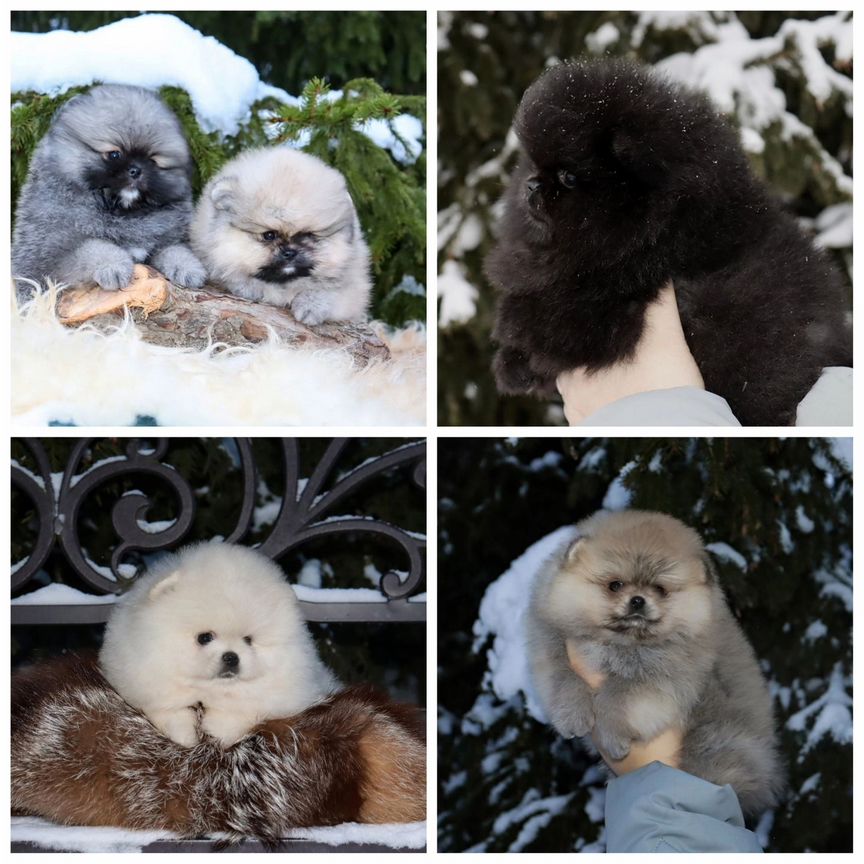 Мишутки