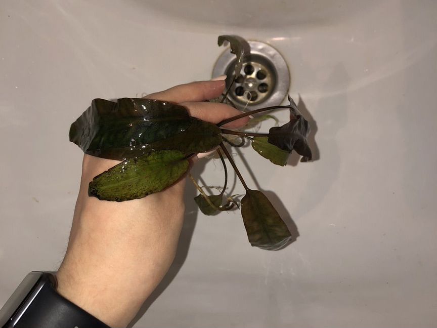 Криптокарина красная