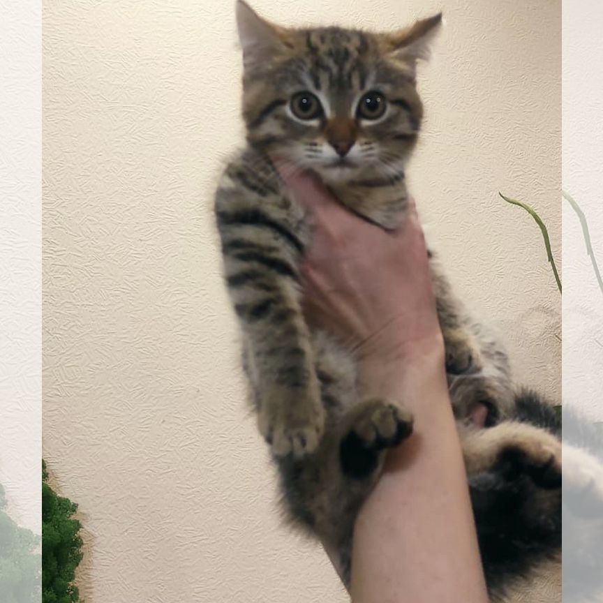 Сладкая девочка 3 месяца в семью