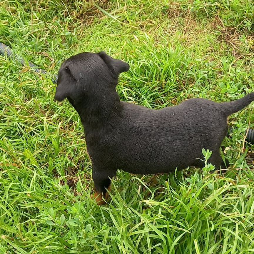 Щенка ягдтерьера