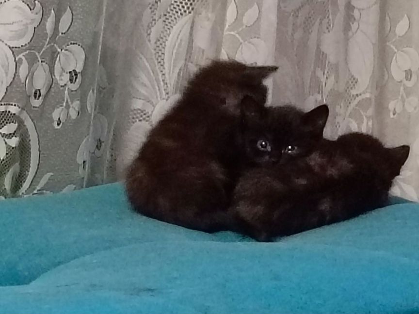 Котейки семечки)