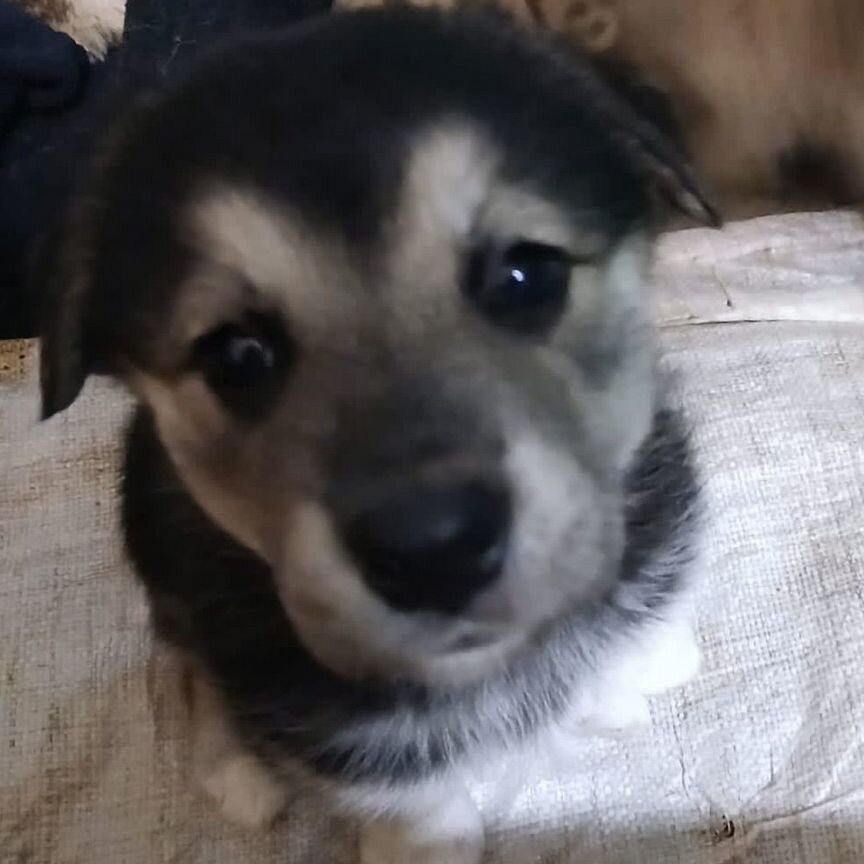 Щенок в добрые руки