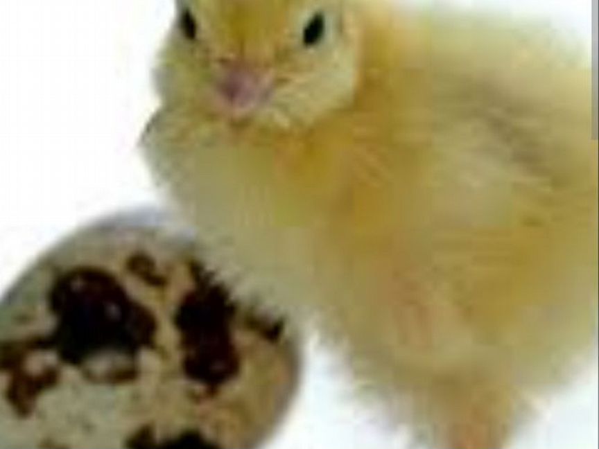 Перепела суточные