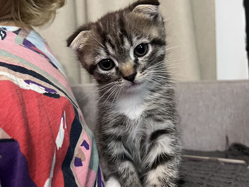 Озорная вислоухая кошечка шотландка