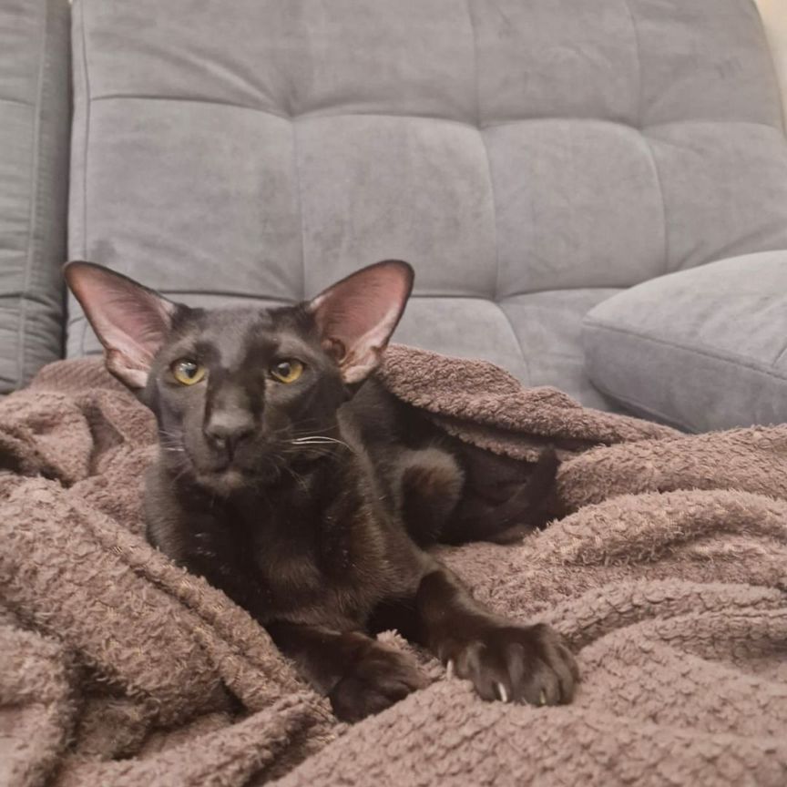 Ориентальный котик