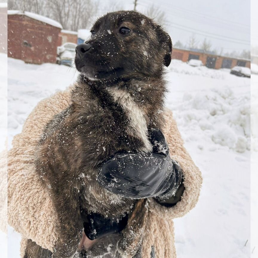 Отдаем щенков в хорошие руки