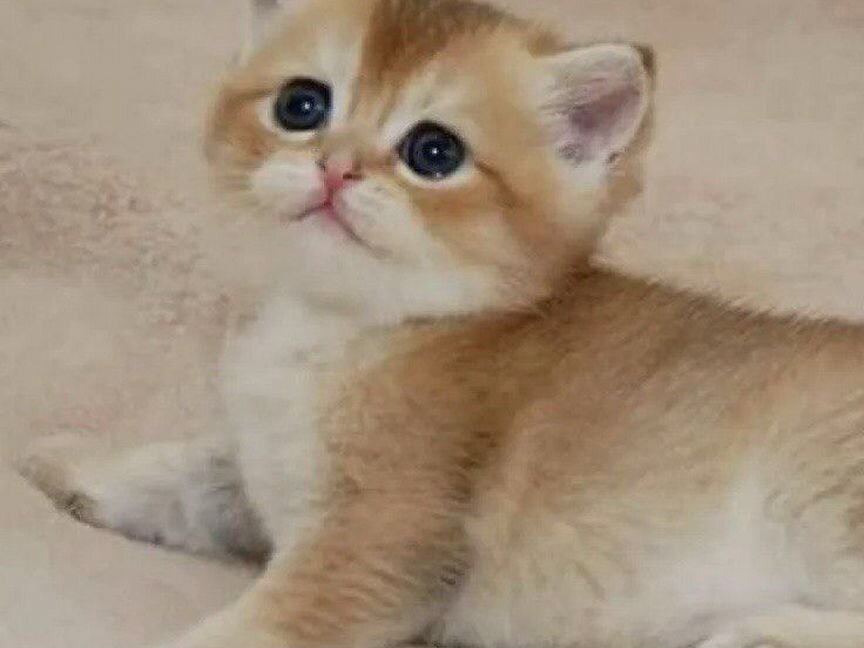 Золотые серебряные шиншиллы