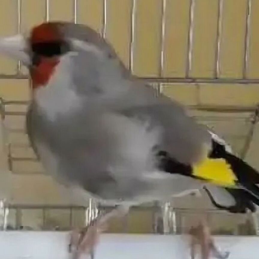 Щегол седоголовый