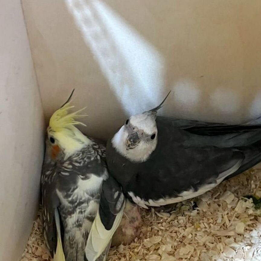 Попугай корелла пара