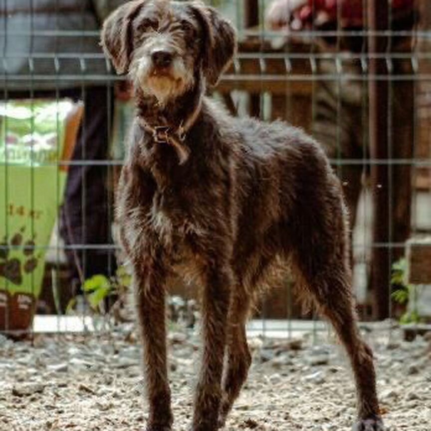 Дратхаар, взрослая собака