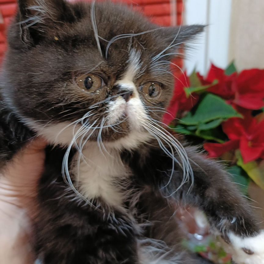 Экзотическая короткошерстная кошка