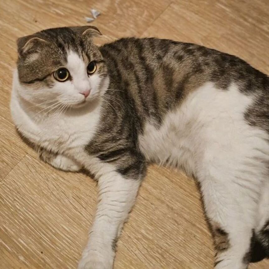 Шотландский вислоухий короткошёрстный, взрослый кот