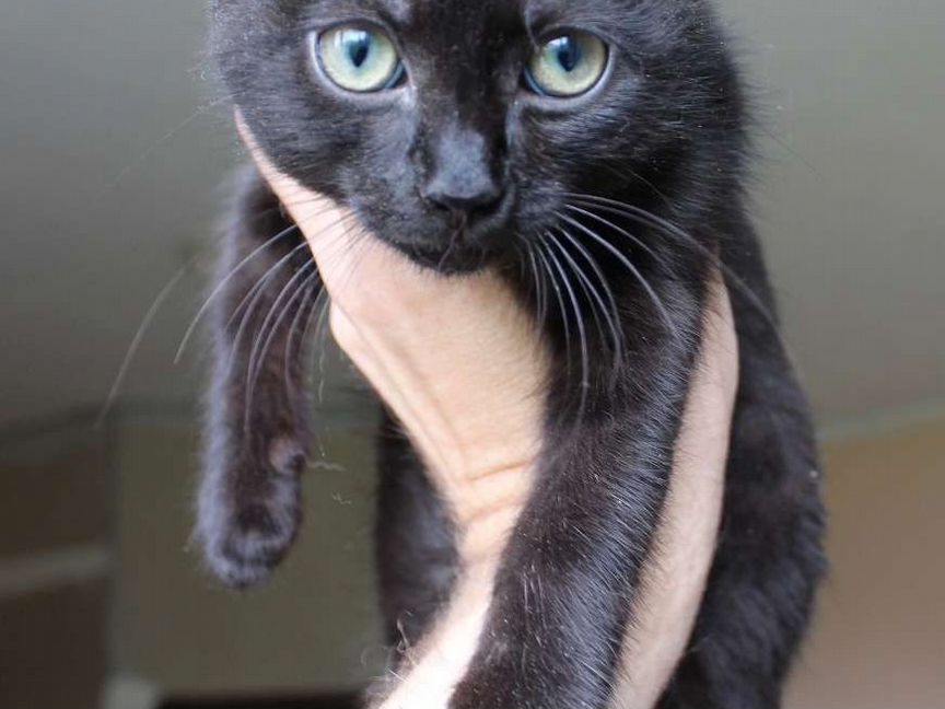 Котенок мальчик бесплатно
