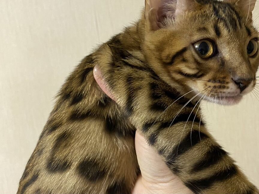 Бенгальские котята