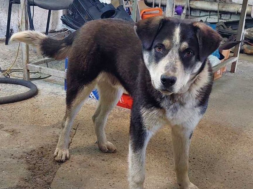 Найден кобель щенок