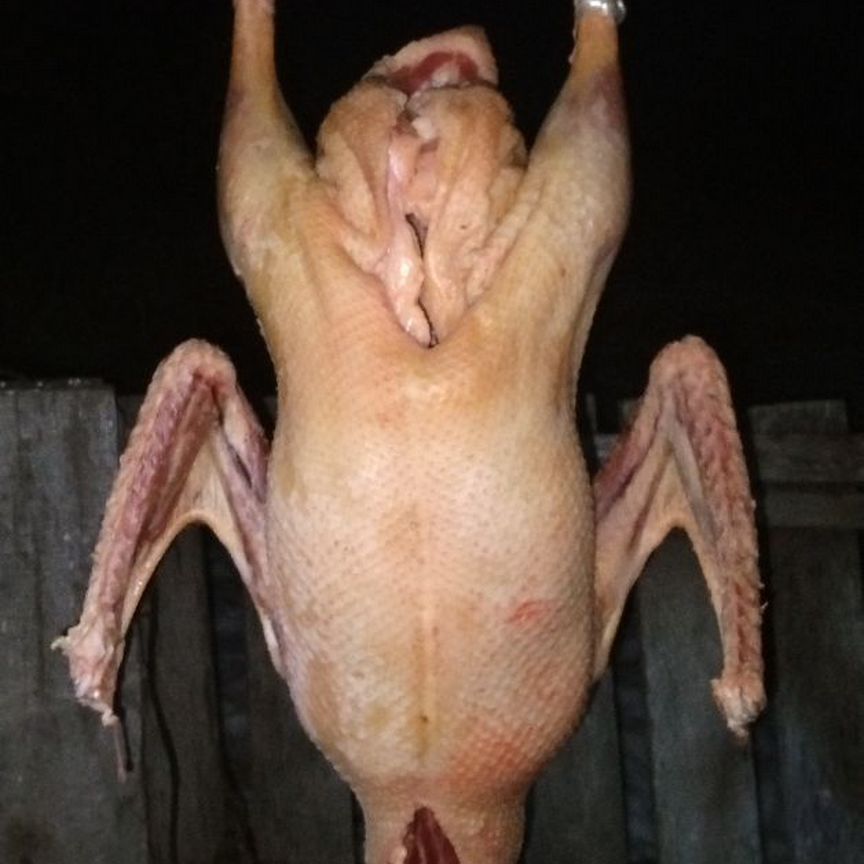 Продам домашних гусей