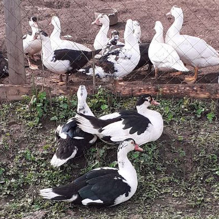 Мускусные утки индоутки индоутята