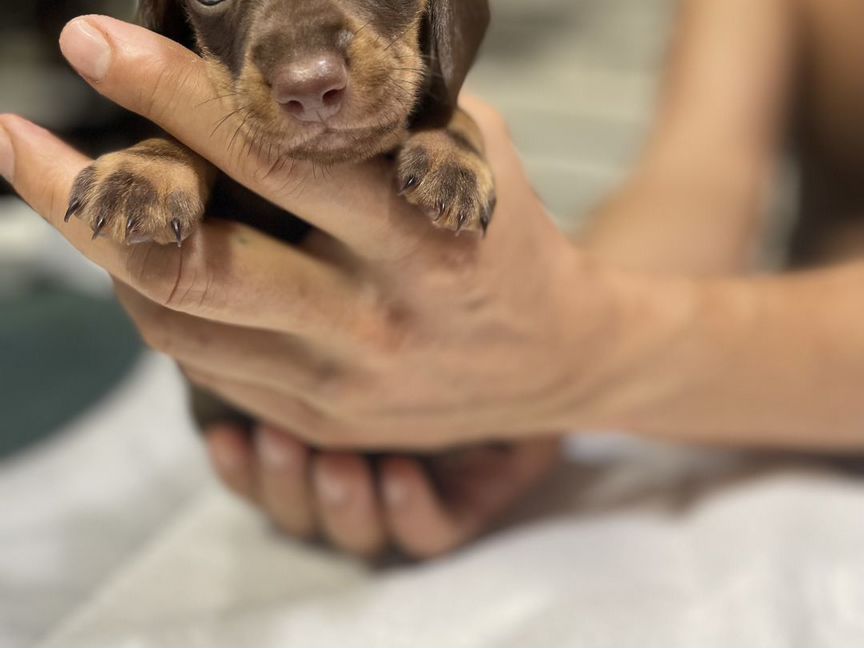 Щенки таксы