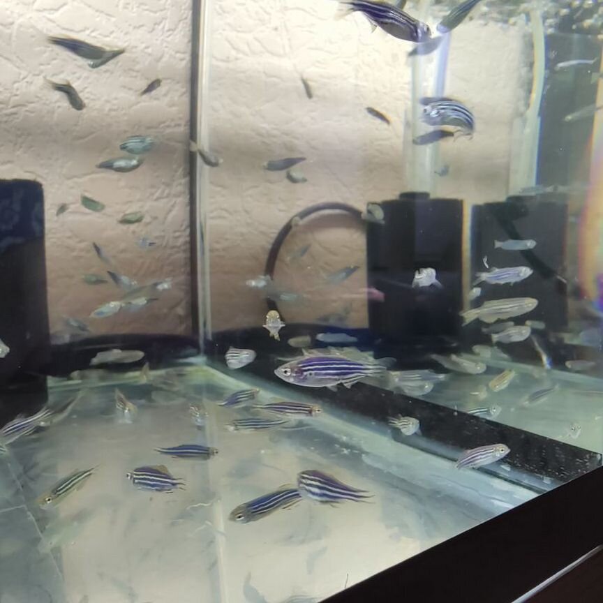 Аквариумные рыбки данио рерио